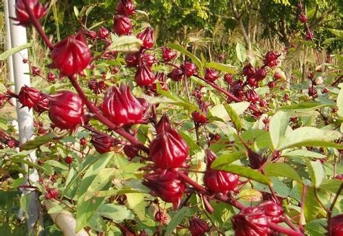 Hibiscus Extract, Roselle Extract 10:1 TLC,healthcare products raw material, Chinese manufacturer, Shaanxi Yongyuan Bio