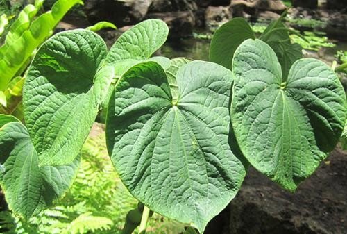 Kava Extract, Kavalactones 30%, CAS No.: 9000-38-8, for depression, suppleme, Chinese manufacturer, Shaanxi Yongyuan Bio