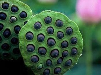Lotus seed Extract 10:1 TLC, Functional food ingredient, quality assured, Chinese manufacturer, Shaanxi Yongyuan Bio