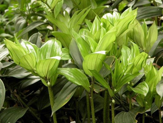 Polygonatum odoratum Extract 5:1 10:1 TLC, High quality, customized, Chinese manufacturer, Shaanxi Yongyuan Bio