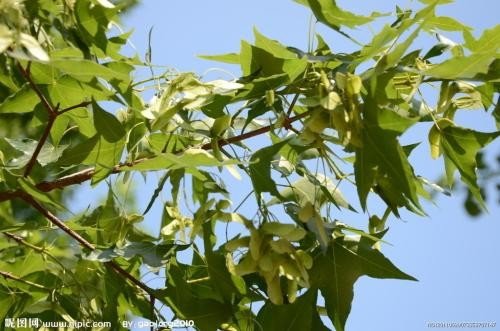 Acertruncatum kernel Extract, Nervonic Acid 90%GC, CAS No.: 506-37-6, Chinese manufacturer, Shaanxi Yongyuan Bio