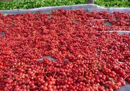 Schisandra chinensis Extract, Schisandrins 2%,5%,9%,  CAS No.: 7432-28-2, Chinese manufacturer, Shaanxi Yongyuan Bio