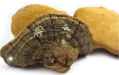 Phellinus igniarius Extract, Polysaccharide 25%,Common Phellinus,TCM Extract, Chinese manufacturer, Shaanxi Yongyuan Bio