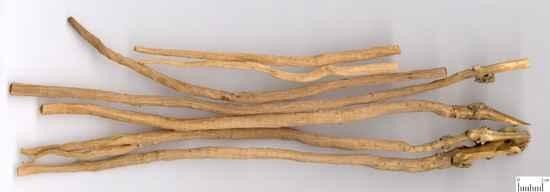 Achyranthes aspera Root Extract, 10:1 TLC, TCM Extract, high quality, Chinese manufacturer, Shaanxi Yongyuan Bio
