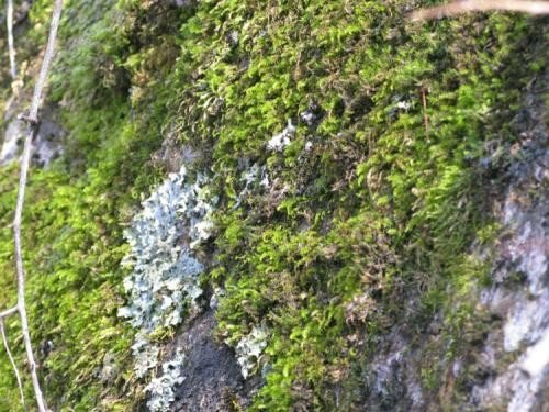 Iceland Moss Extract, Cetraria islandica Extract,10:1TLC,Chinese manufacturer,supplement ingredient,Shaanxi Yongyuan Bio