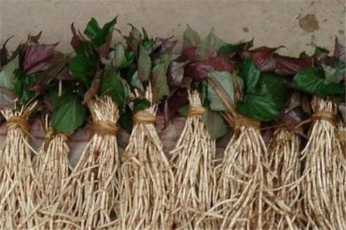 Fish mint Extract, Fishwort Extract, Houttuynia cordata Extract, TCM Extract, Chinese manufacturer, Shaanxi Yongyuan Bio