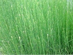 Horsetail Extract, Equisetum Arvense Extract, 7% silica, Chinese manufacturer, TCM Extract, Shaanxi Yongyuan Bio