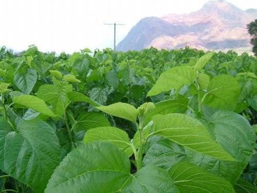Mulberry Leaf Extract, 1-DNJ 1%-10%HPLC,  Mulberry Leaf Flavonoids, CAS No.: 19130-96-2, Shaanxi Yongyuan Bio