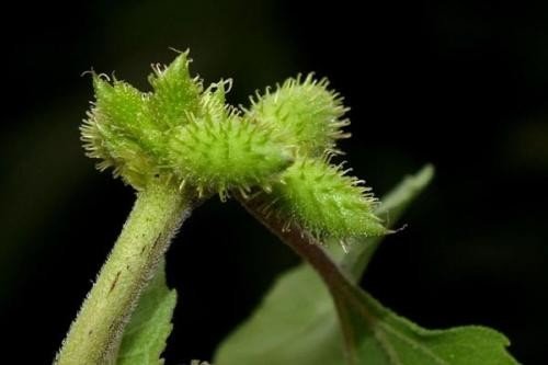 Xanthium Strumarium Extract, Cocklebur Extract, Chinese manufacturer, 10:1 TLC, TCM Extract,  Shaanxi Yongyuan Bio