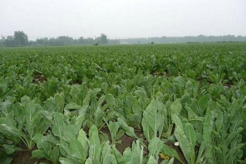 Chinese manufacturer SUPPLY Isatis Root Extract, Radix isatidis P.E., 10:1 TLC, TCM Extract, Shaanxi Yongyuan Bio