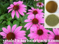 Echinacea purpurea Extract, Phenolics4% 7%, Cichoric acid, Echinacosid, Chinese manufacturer, Shaanxi Yongyuan Bio