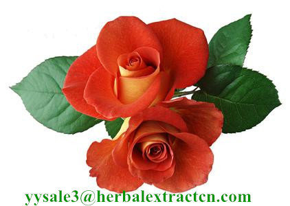 Rose extract, Rose flower extract, 5:1, 장미추출분말, natural ingredient, Chinese manufacturer, Shaanxi Yongyuan Bio