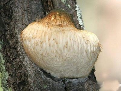Chinese manufacturer export Lions mane mushroom extract, Hericium Erinaceus Extract,  20%,4:1, Shaanxi Yongyuan Bio