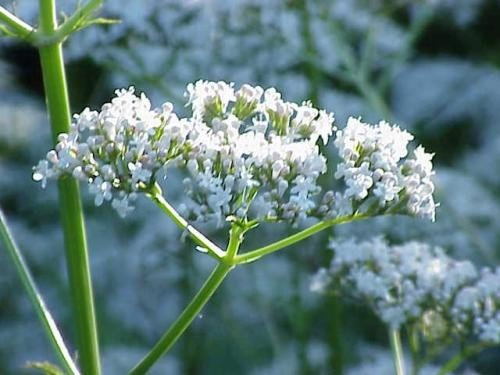 Valerian Root Extract,Valeriana officinalis Extract,Valerianic Acid 0.2%-0.8%,Chinese manufacturer, Shaanxi Yongyuan Bio