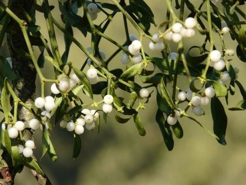 TCM Extract, high quality,Mistletoe extract,Viscum coloratum Extract,10:1 TLC,Chinese manufacturer, Shaanxi Yongyuan Bio