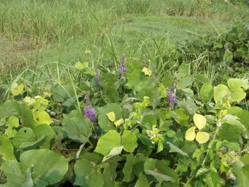 Pueraria Flower Extract, Pueraria lobata Extract, 10:1, Pueraria root Extract, hinese manufacturer, Shaanxi Yongyuan Bio