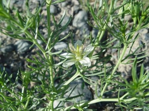 Harmine, telepathine 98%, Peganum harmala seed Extract, CAS No.: 442-51-3, Chinese manufacturer, Shaanxi Yongyuan Bio