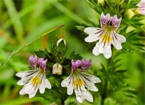 Eyebright Extract, Euphrasia officinalis extract, 10:1 TLC. stock available, Chinese manufacturer, Shaanxi Yongyuan Bio