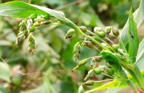 Semen Coicis Extract, Job's tear Extract, coixseed Exatract, 10:1 TLC. Chinese manufacturer, Shaanxi Yongyuan Bio