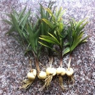 Fritillaria Extract, Bulbus Fritillaria Extract, 4:1, Fritillaria thunbergii, Chinese manufacturer, Shaanxi Yongyuan Bio