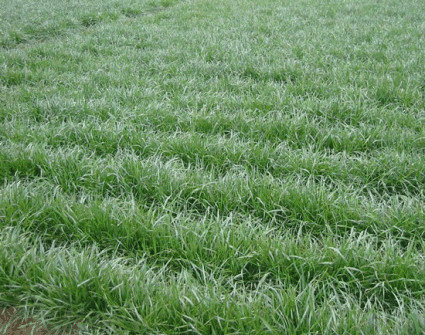 Dwarf Lilyturf Tuber Extract, Ophiopogon Thunb Extract, 4:1 TLC,  Chinese manufacturer, Shaanxi Yongyuan Bio