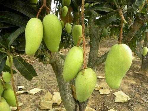 Mangiferin 98% HPLC, Mangifera indica Extract, CAS No.: 4773-96-0, Chinese manufacturer, Shaanxi Yongyuan Bio