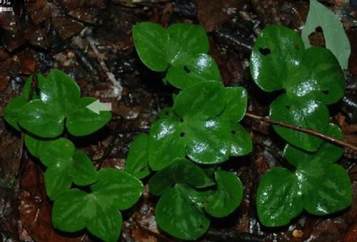Liver Leaf Extract Powder, Hepatica Extract, 10:1 TLC, Chinese manufacturer, Shaanxi Yongyuan Bio