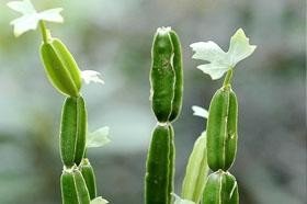 Cissus Quadrangularis Extract, 5:1,10:1, TLC, Weight loss INGREDIENT, Chinese manufacturer, Shaanxi Yongyuan Bio