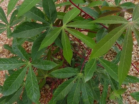 Manioc Leaf Extract, Manioc Leaf Extract powder, 10:1 TLC,  Chinese manufacturer, Shaanxi Yongyuan Bio