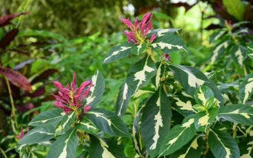 Graptophyllum Pictum Extract, 10:1 TLC,  Graptophyllum pictum aqueous extract,Chinese manufacturer, Shaanxi Yongyuan Bio