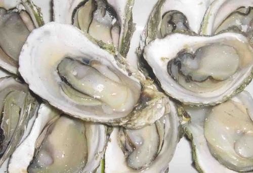 Oyster Extract, Concha Ostreae Extract,  10:1 TLC, 100% Natural, Chinese manufacturer, Shaanxi Yongyuan Bio