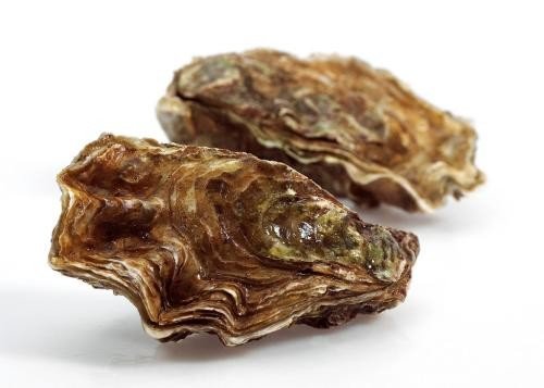 Oyster Extract, Concha Ostreae Extract,  10:1 TLC, 100% Natural, Chinese manufacturer, Shaanxi Yongyuan Bio