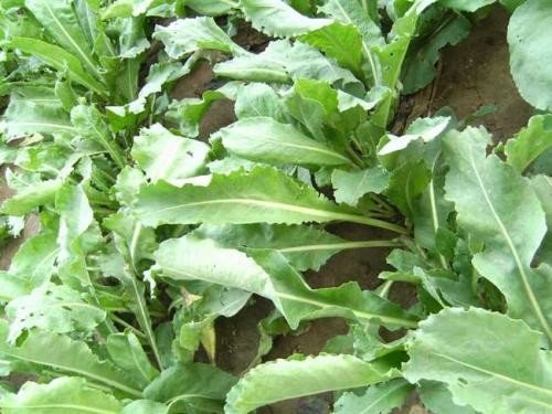 Isatis Root Extract, Radix isatidis P.E., TCM Extract, 10:1 TLC, Chinese manufacturer, Shaanxi Yongyuan Bio