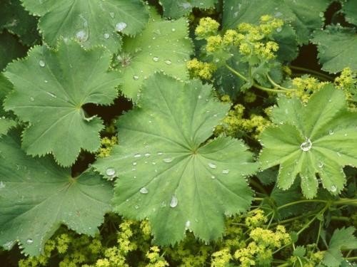 Alchemilla Vulgaris Extract, Lady's mantle Extract, Frauenmantel-Extrakt, 10:1Chinese manufacturer, Shaanxi Yongyuan Bio