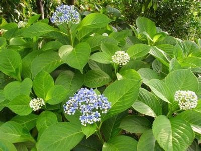Dichroa febrifuga Extract, Chinese Quinine Extract, 10:1 TLC,  TCM, Chinese manufacturer, Shaanxi Yongyuan Bio