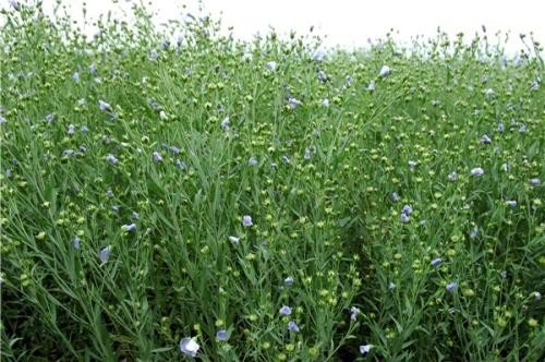 Flax Lignans, Flaxseed Extract, Secoisolariciresinol Diglucoside 20%,40%,60%, CAS No.: 148244-82-0, , Shaanxi Yongyuan