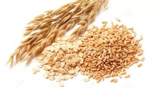 Avena Sativa Extract, Oat Extract, beta glucan 20%-70%, CAS No.: 9041-22-9, Factory,Shaanxi Yongyuan Bio