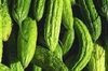Bitter Melon Extract, Momordica Charantia Extract, Charantin 10%-20%, CAS No.: 57126-62-2, Shaanxi Yongyuan
