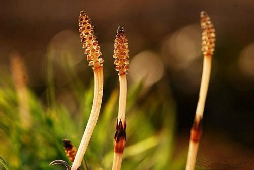 Horsetail P.E, 10:1 TLC, Equisetum Arvense Extract, 7%silica,Horsetail Extract Powder,Manufacturer, Shaanxi Yongyuan Bio