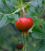 Roselle Extract Powder,5:1 TLC, Hibiscus Sabdariffa Extract, Chinese manufacturer, high quality, Shaanxi Yongyuan Bio