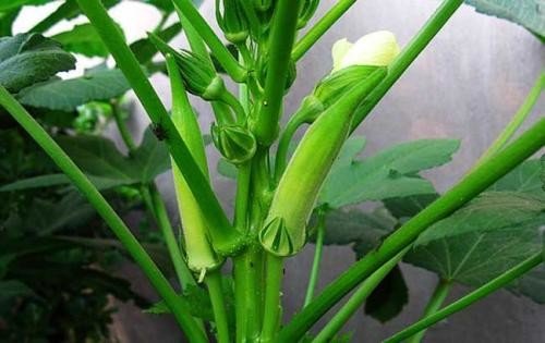 Okra Extract 10:1 TLC, Brown-yellow powder,100% natural Okra Powder,Abelmoschus esculentus Extract,Shaanxi Yongyuan Bio