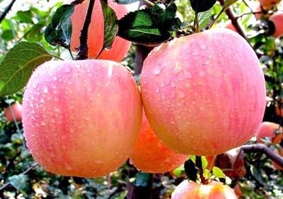 사과 식초 가루 , manufacturer supply Apple Cider Vinegar Powder 5%-10%, Off-White fine powder, Shaanxi Yongyuan Bio