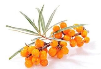 Sea buckthorn powder, Seabuckthorn Extract Powder, Chinese manufacturer, high quality, Shaanxi Yongyuan Bio