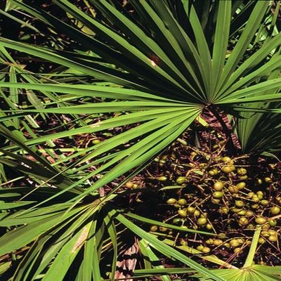 Saw Palmetto Extract, Fatty Acids 25% 45%, Saw Palmetto Powder, Serenoa repens Extract, Shaanxi Yongyuan Bio