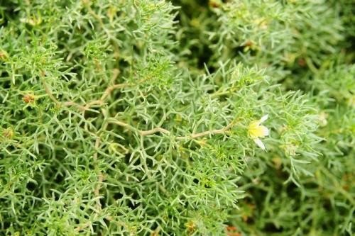Harmine 98%, Harmine HCL 98%,Peganum harmala Extract, CAS No.: 442-51-3, manufacturer, Shaanxi Yongyuan Bio-Tech