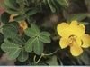 DMF Cytisine 98% HPLC, CAS: 485-35-8, Thermopsis Lanceolate Extract,  Baptitoxine, Sophorine, Shaanxi Yongyuan Bio-Tech