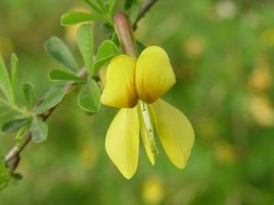 DMF Cytisine 98% HPLC, CAS: 485-35-8, Thermopsis Lanceolate Extract,  Baptitoxine, Sophorine, Shaanxi Yongyuan Bio-Tech