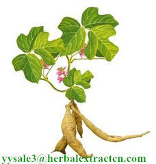 Kudzu Root extract, flavones UV, Puerarin HPLC, CAS No.: 3681-99-0, Pueraria extract, Shaanxi Yongyuan Bio