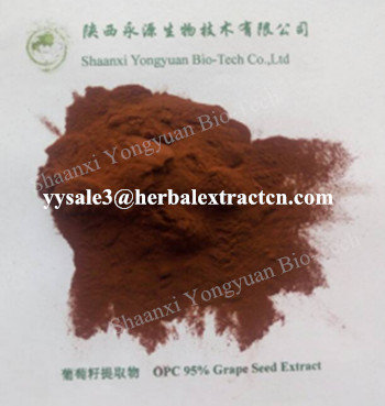 REAL Grape seed Extract OPC 95%,natural antioxidant ingredient,Vitis vinifera Extract,manufacturer, Shaanxi yongyuan Bio