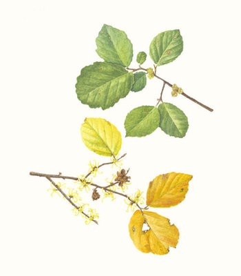 Witch Hazel Extract, Hamamelis virginiana Extract,natural cosmetic ingredient,Factory, Shaanxi Yongyuan Bio